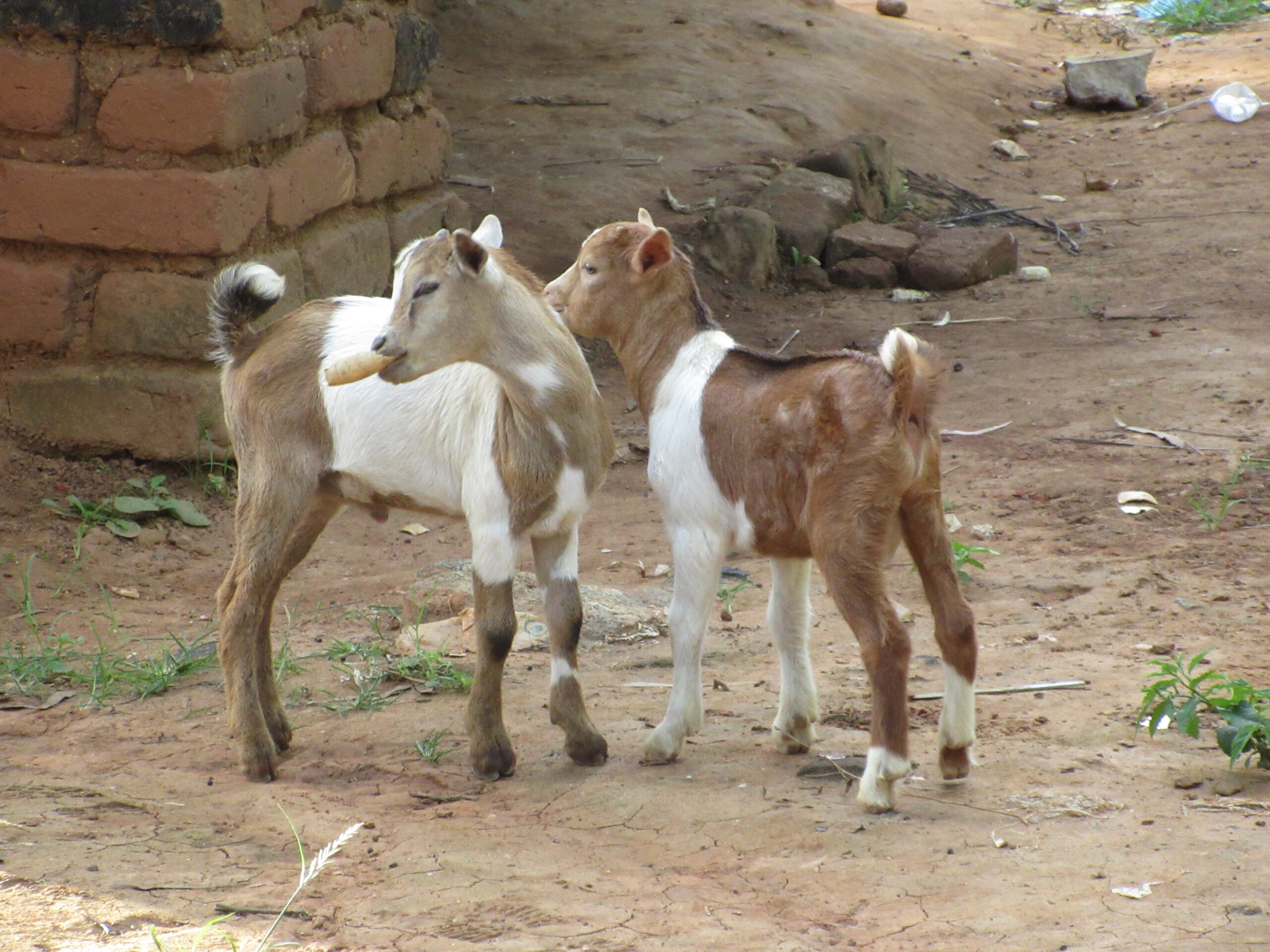 Giving the hope of Incarnation (and goats)—even in isolation - Anglican ...